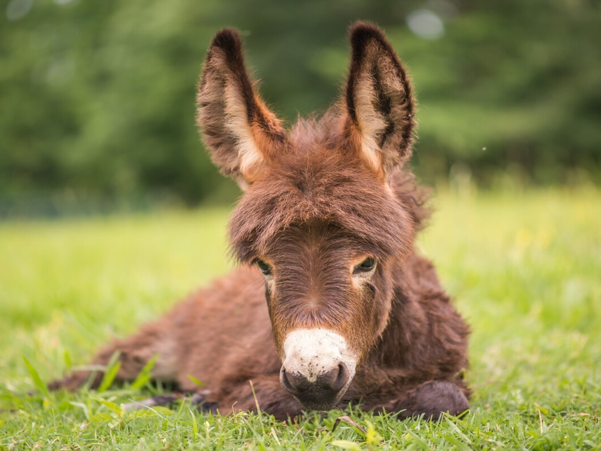 baby mini donkeys
