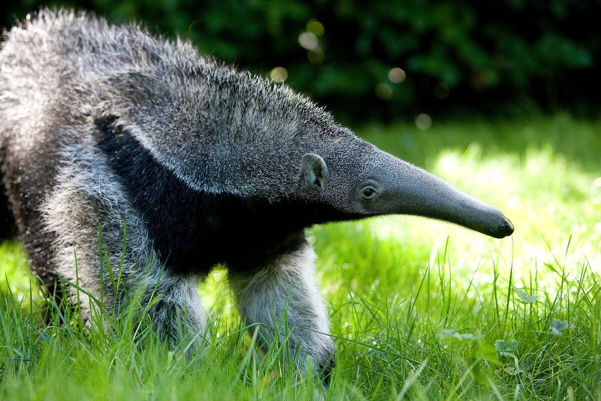 Top Cat Anteater