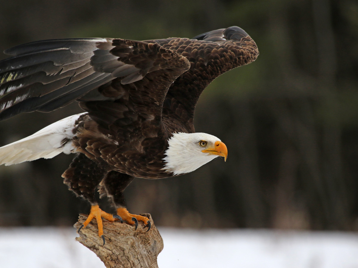 bald eagle rspb