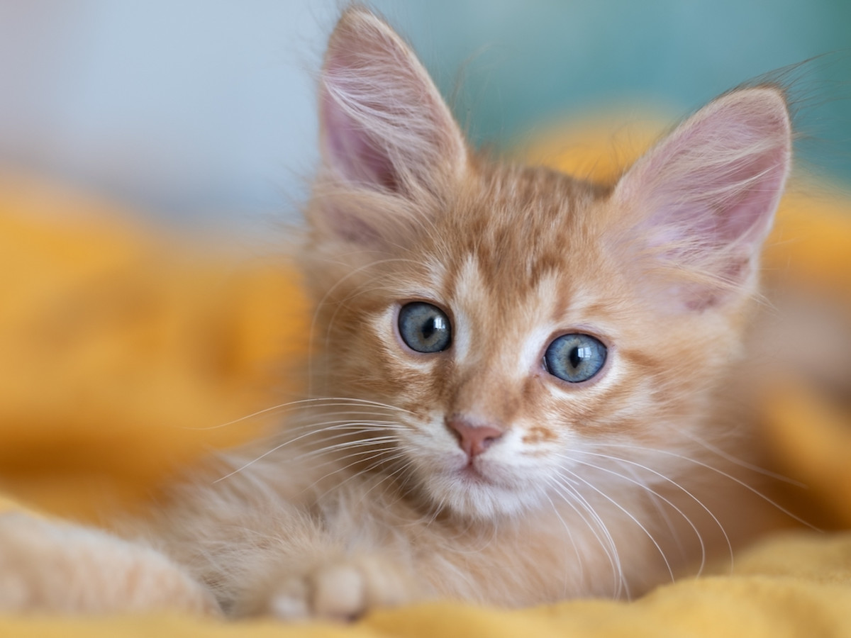 orange kitten playing