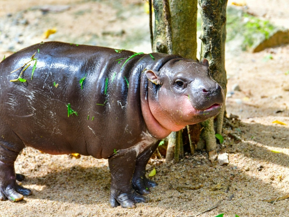 world's smallest hippo