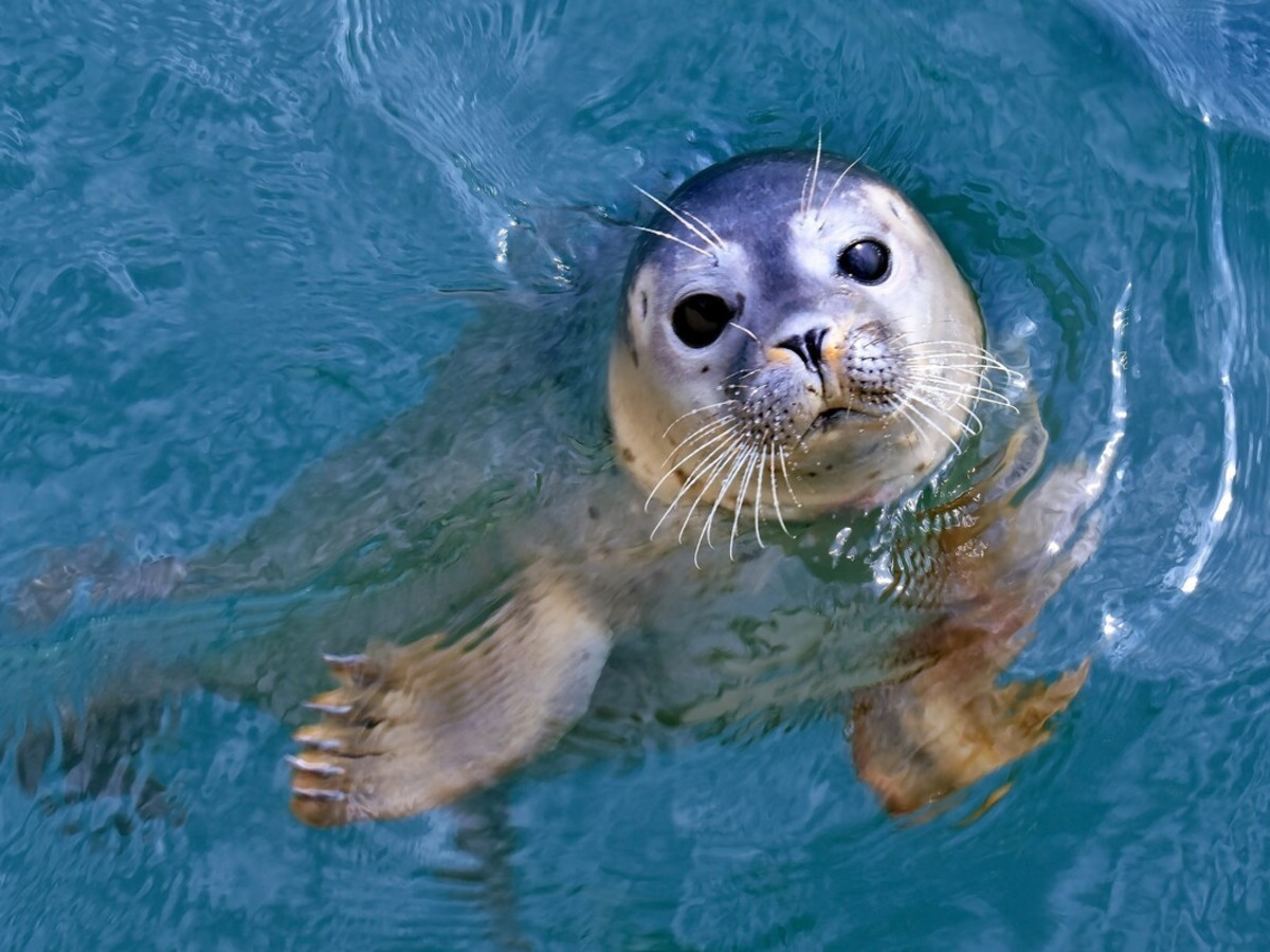 adorable seals