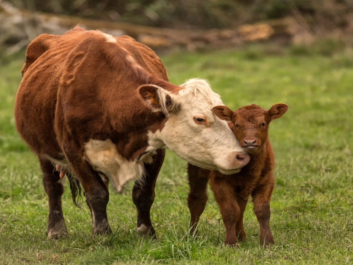 maternal behavior in cattle