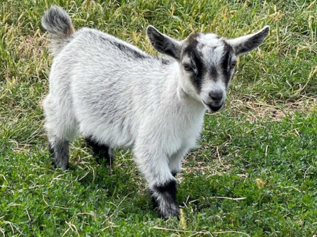 fox haven pygmy goats