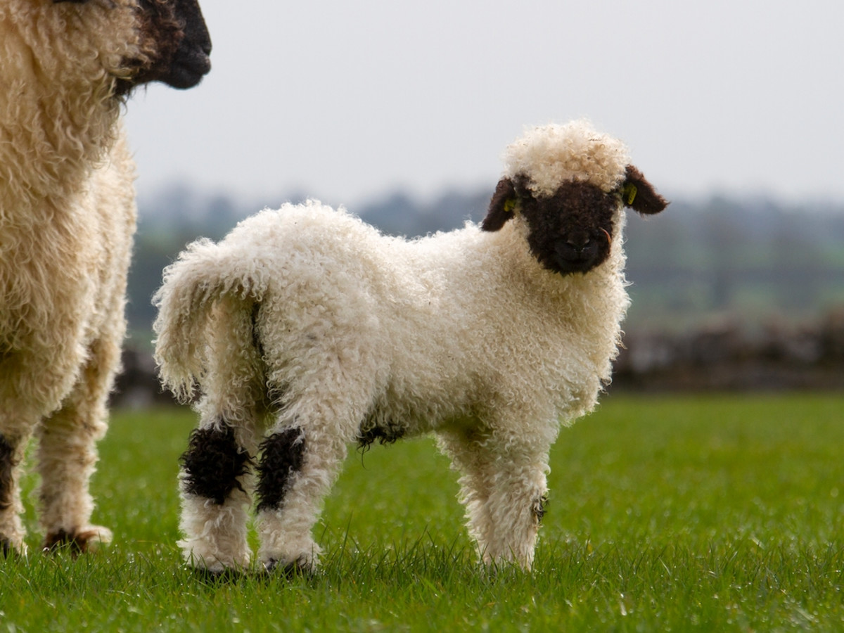 curly sheep