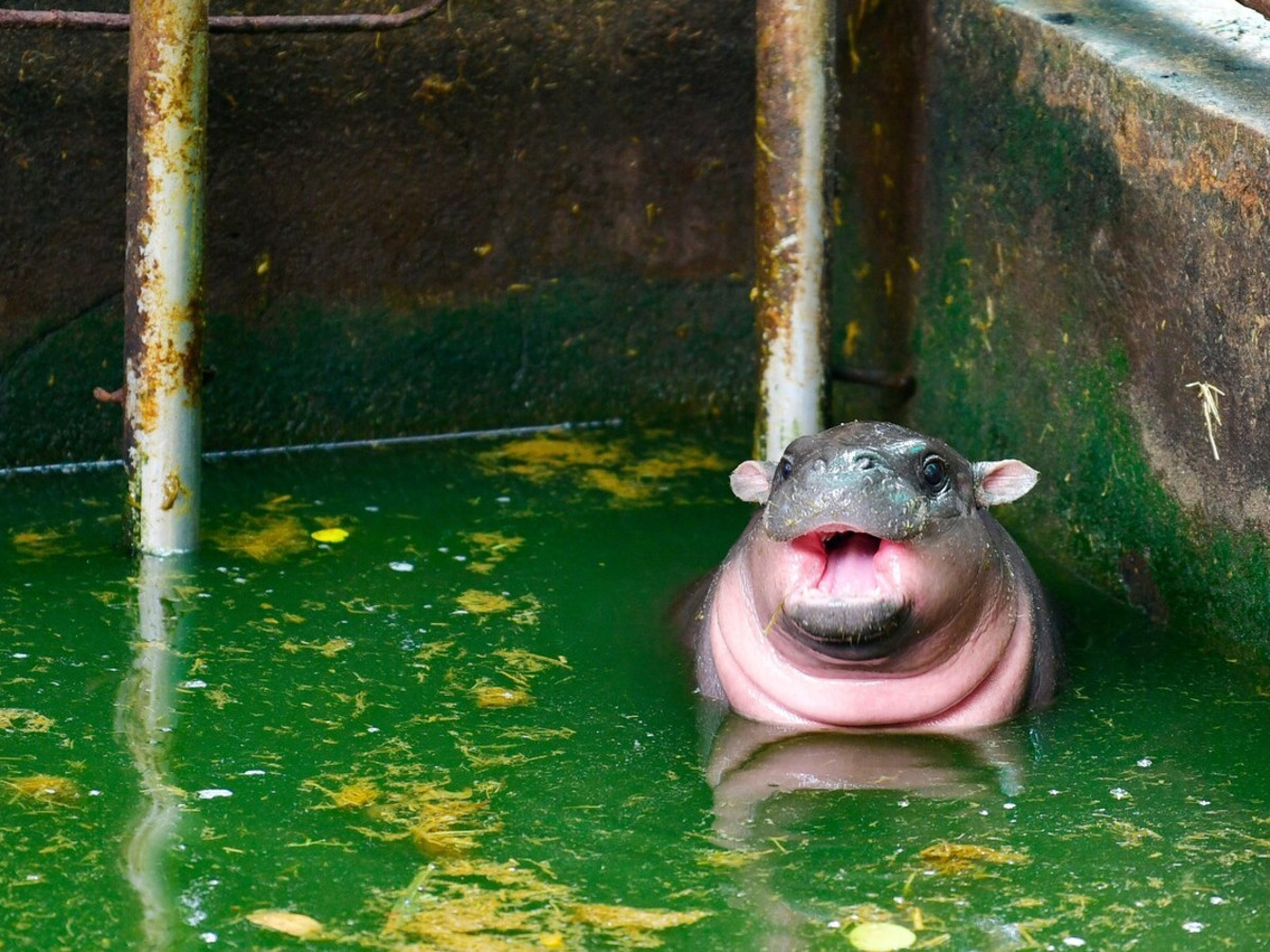 hippopotamus eats boy