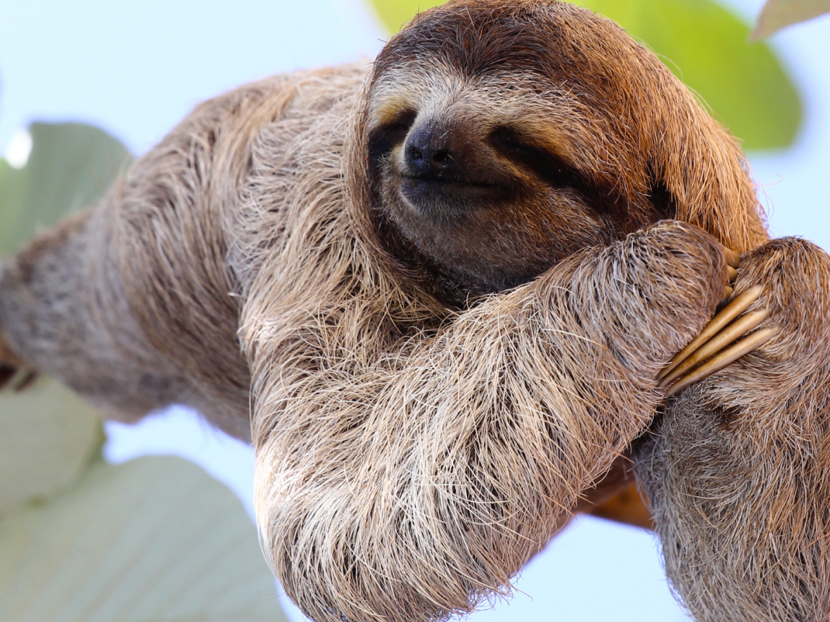 sloth eating lying down