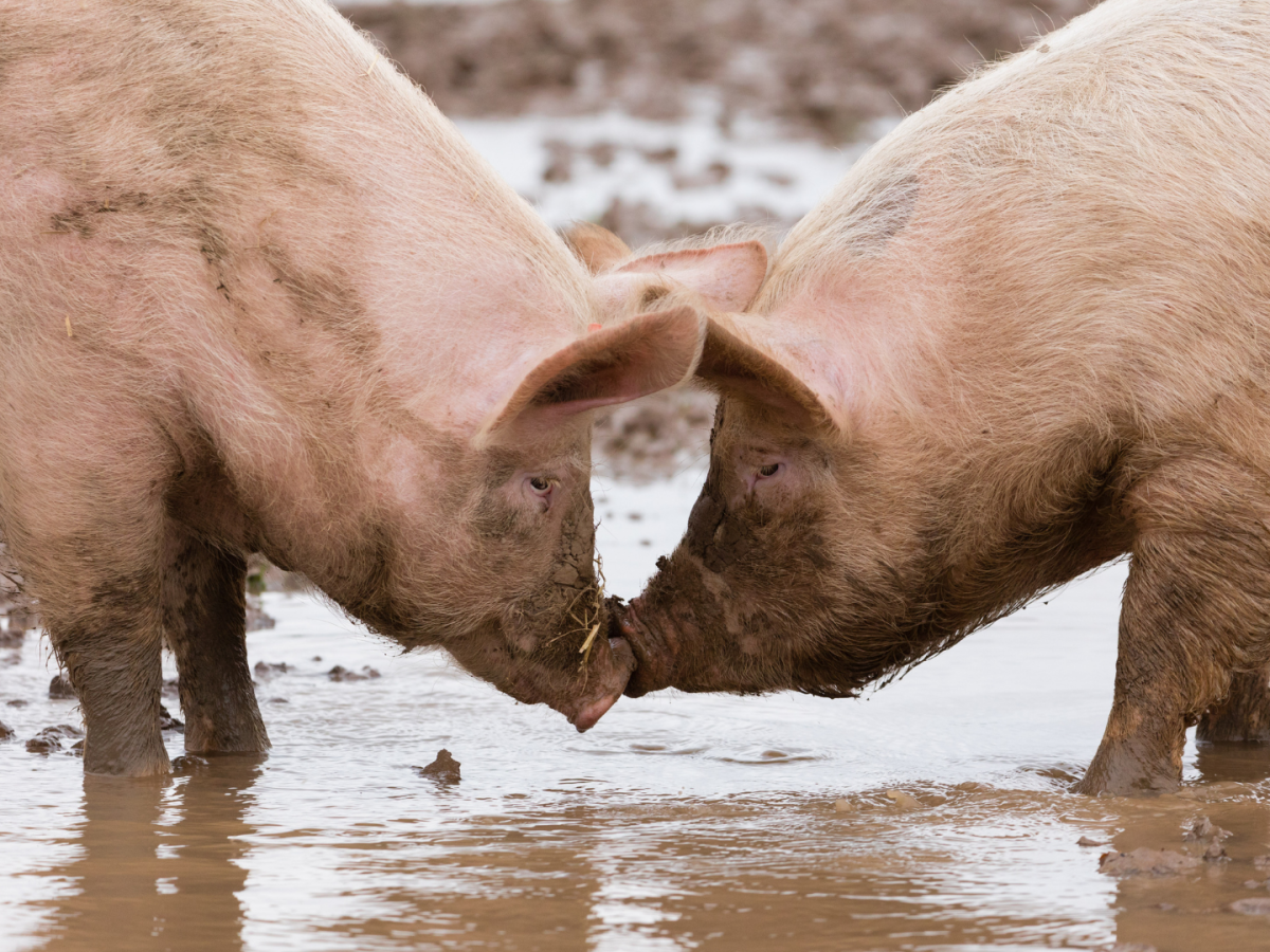 do pigs love mud