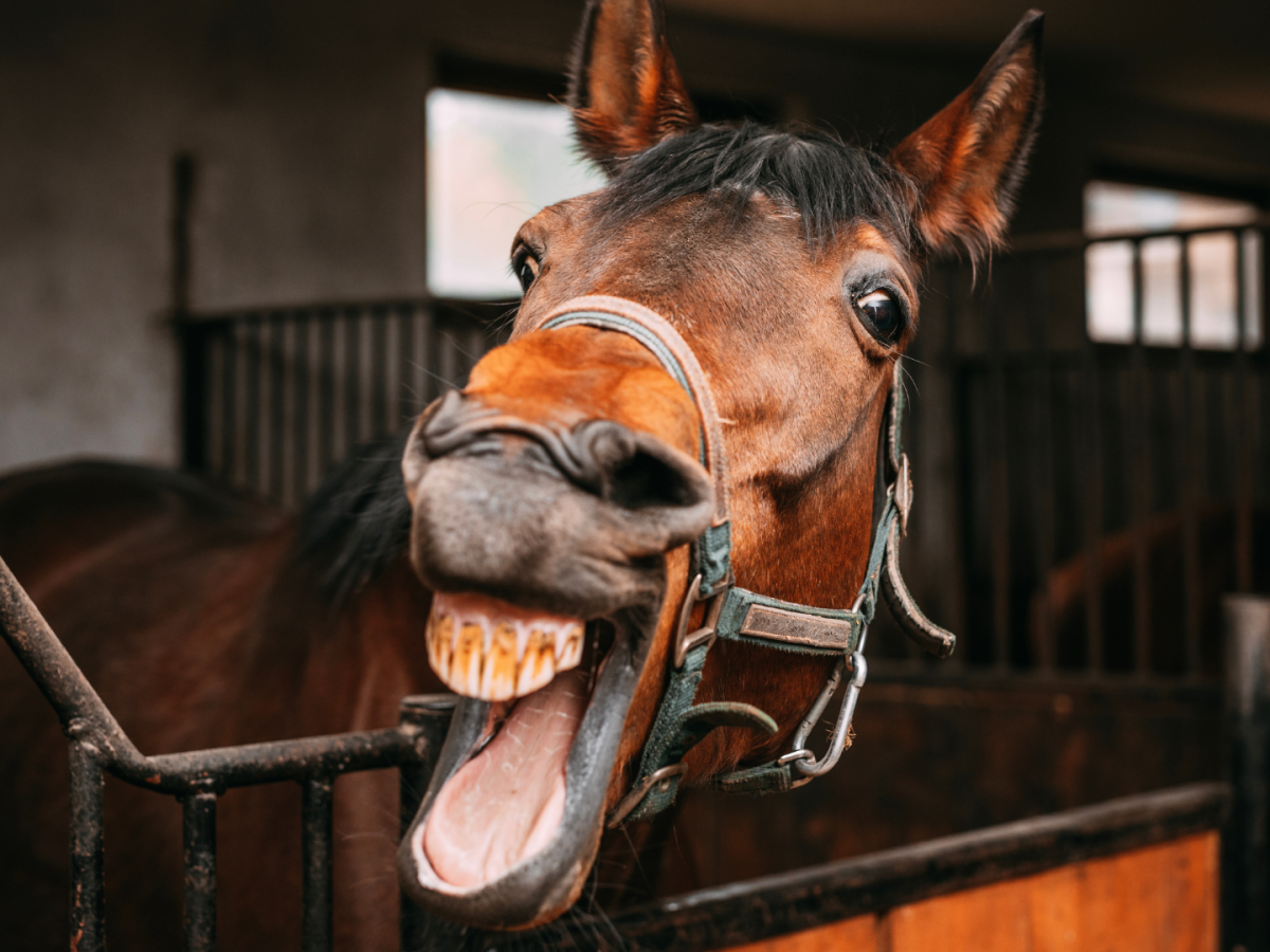 horse face teeth