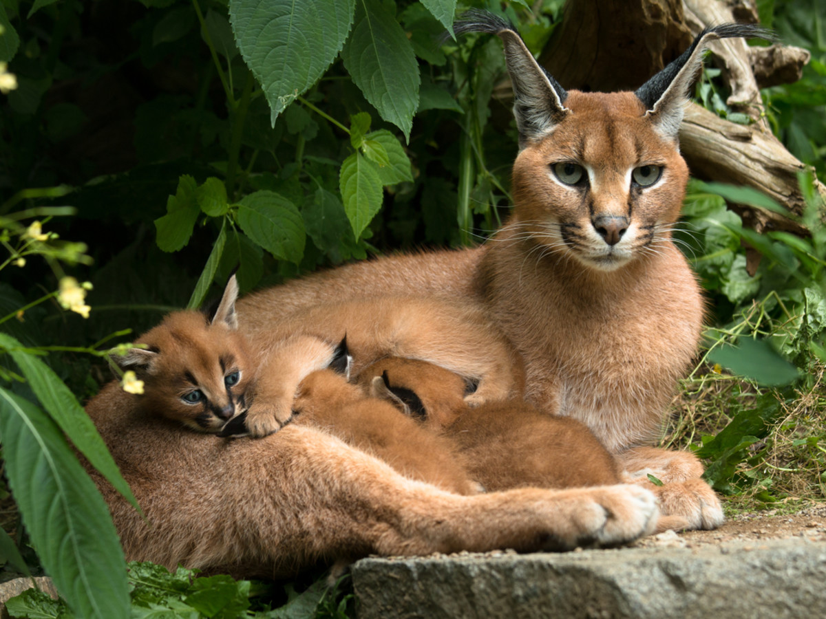 caracal cat