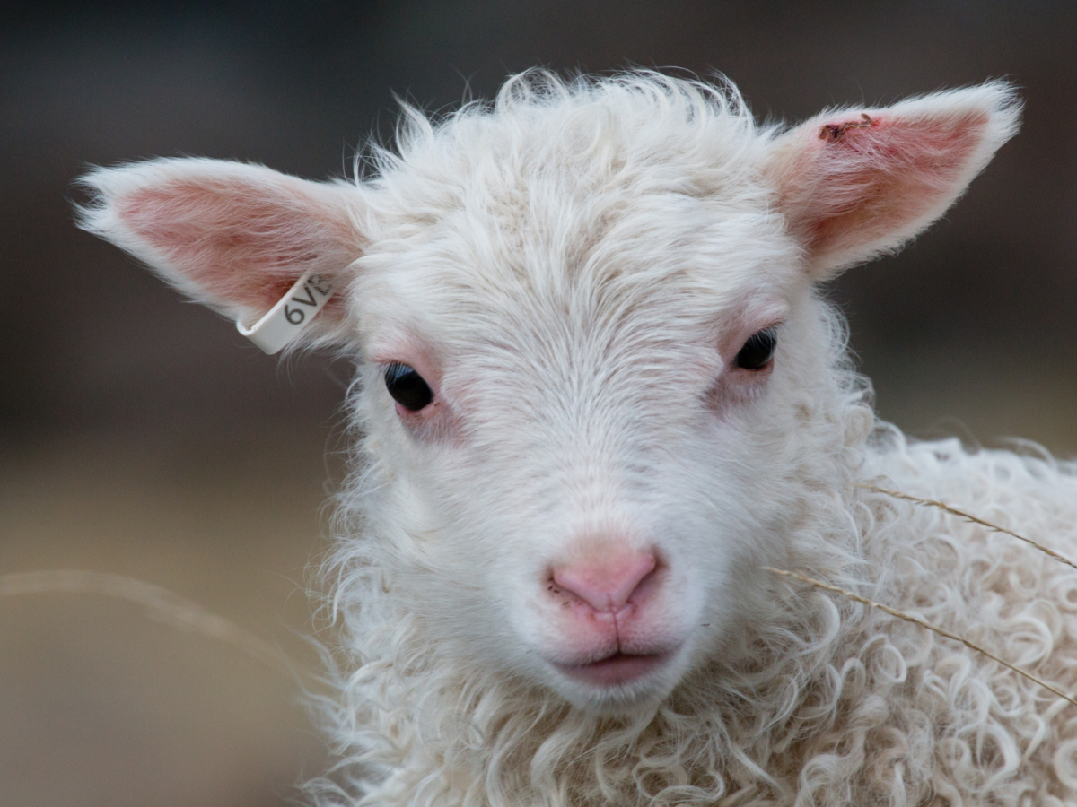 cute baby sheep pictures