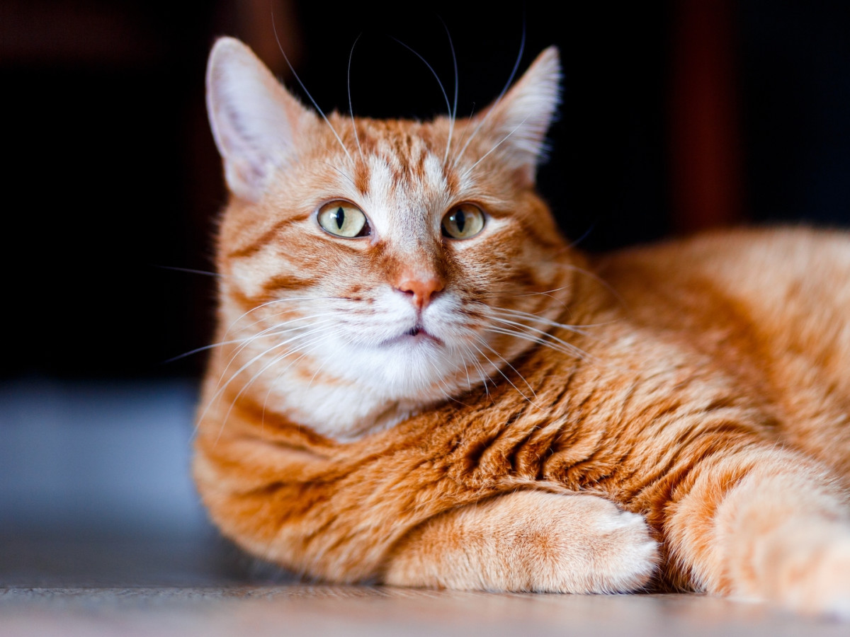 fluffy ginger cat