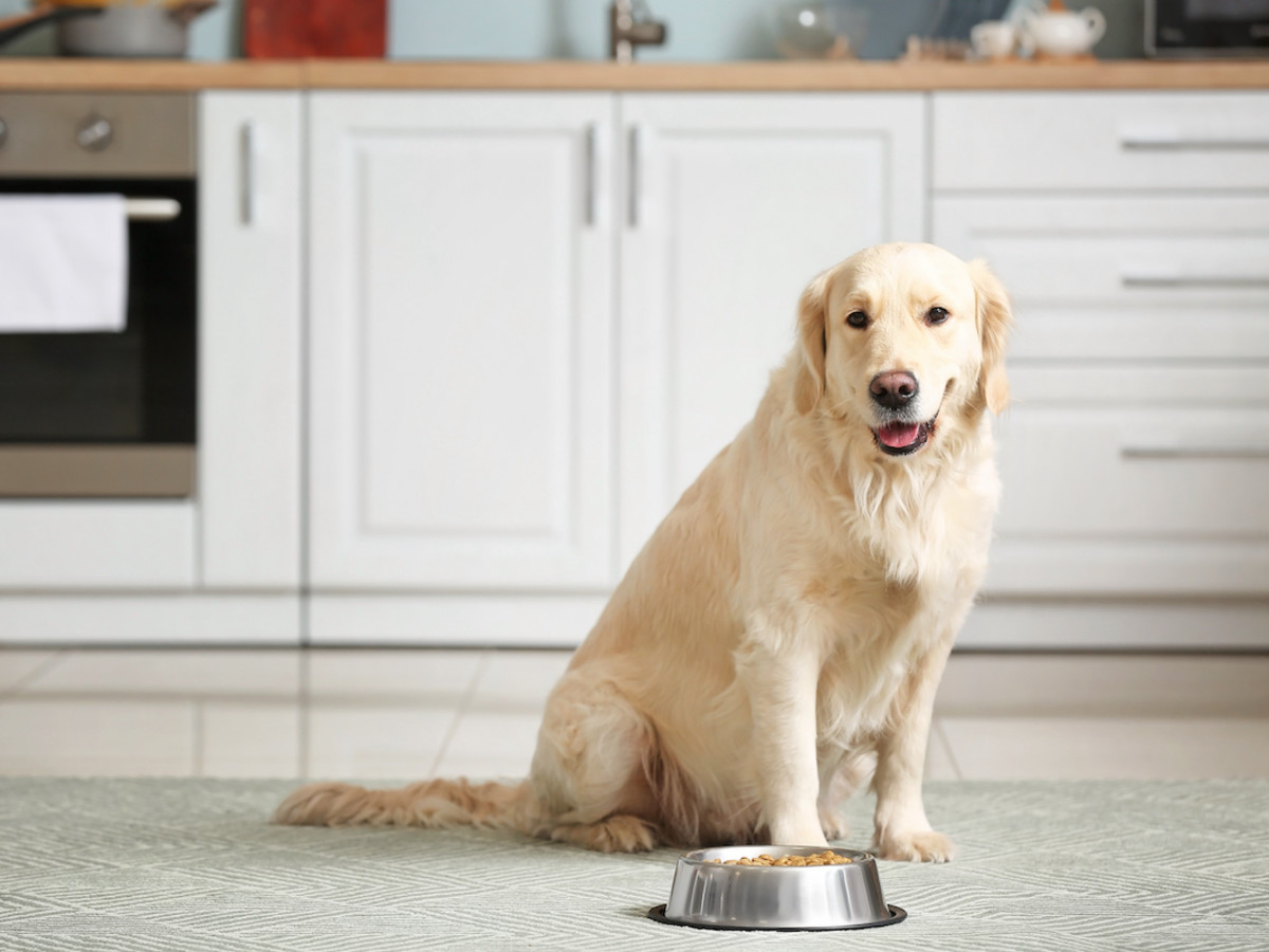 dog sitting down while eating