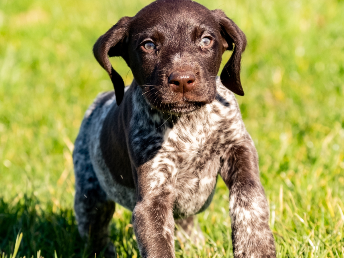 german pointer brown puppy
