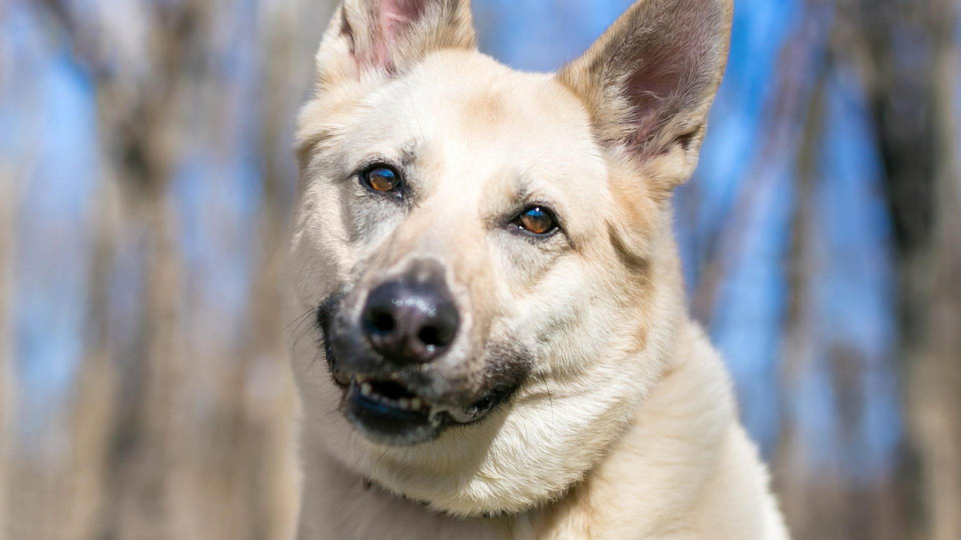 White German Shepherd Husky Mix Boggieboardcottage: German Shepherd