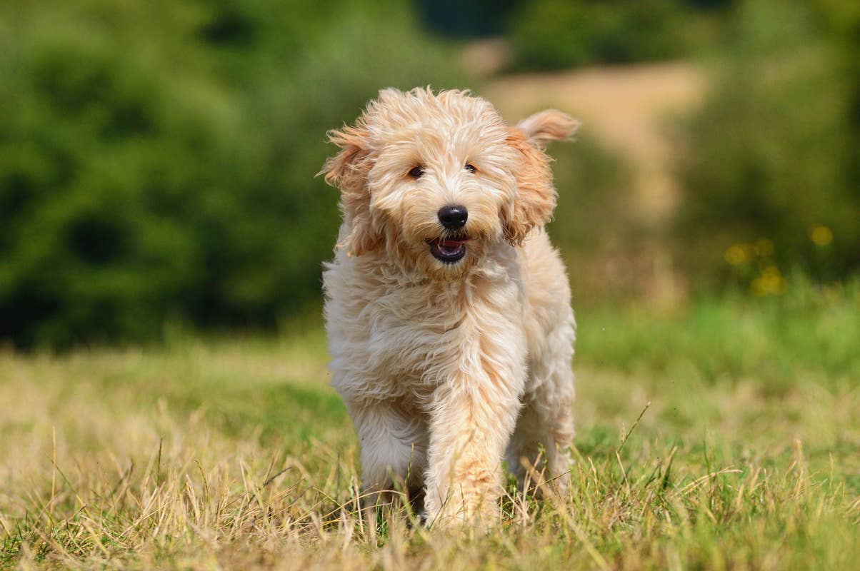 Cute Boy Goldendoodle Names