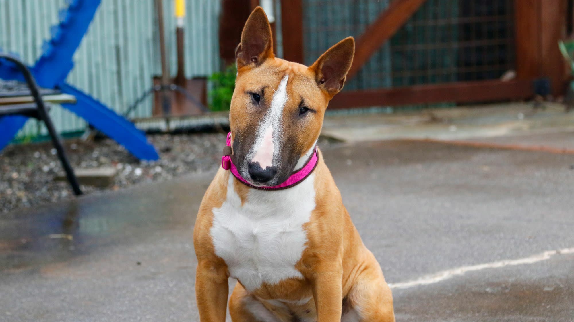 Mini American Bull Terrier