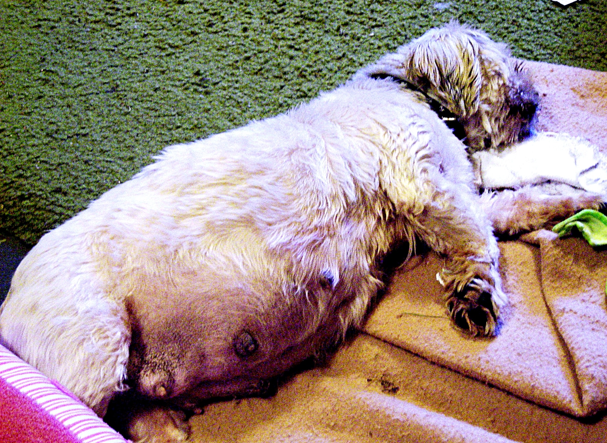 Why Does It Look Like Mucus In My Dogs - Infoupdate.org