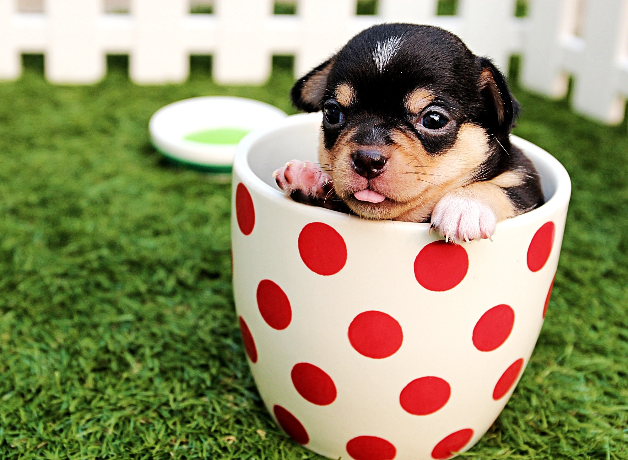 The Best Places to Find a Really Cheap Puppy