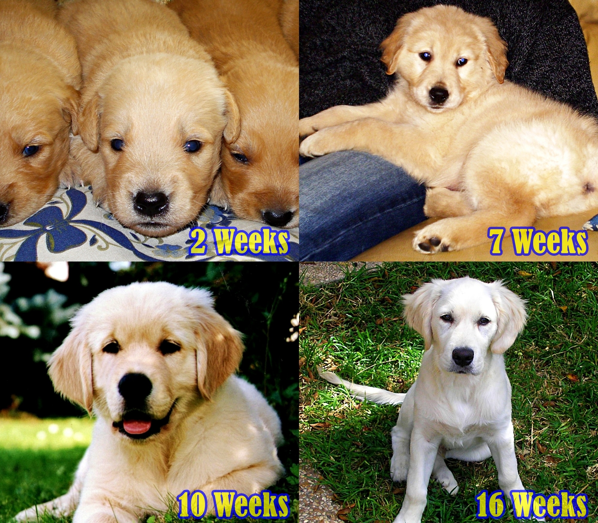 Golden Retriever Weight Chart