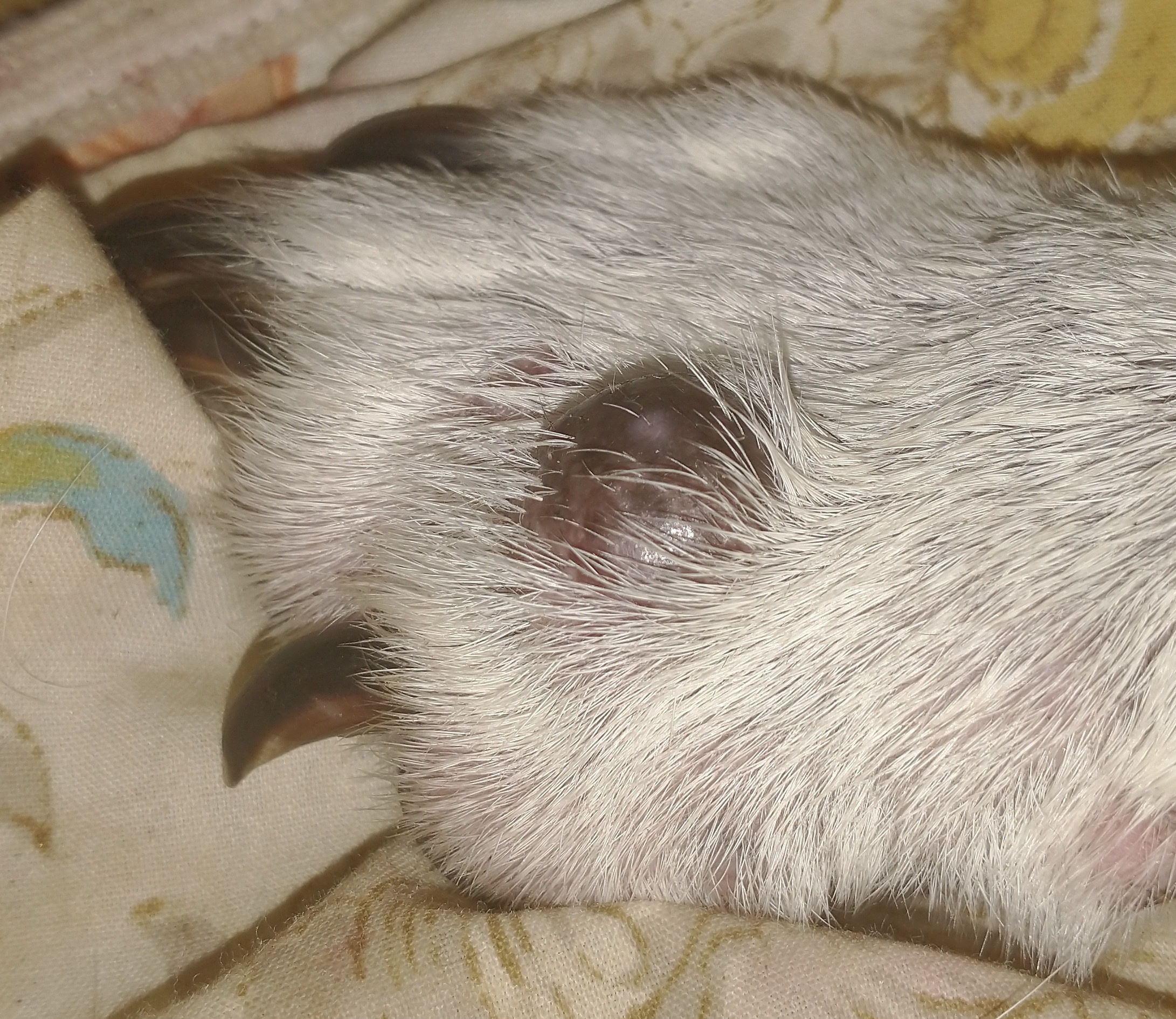 Lump on dog paw store