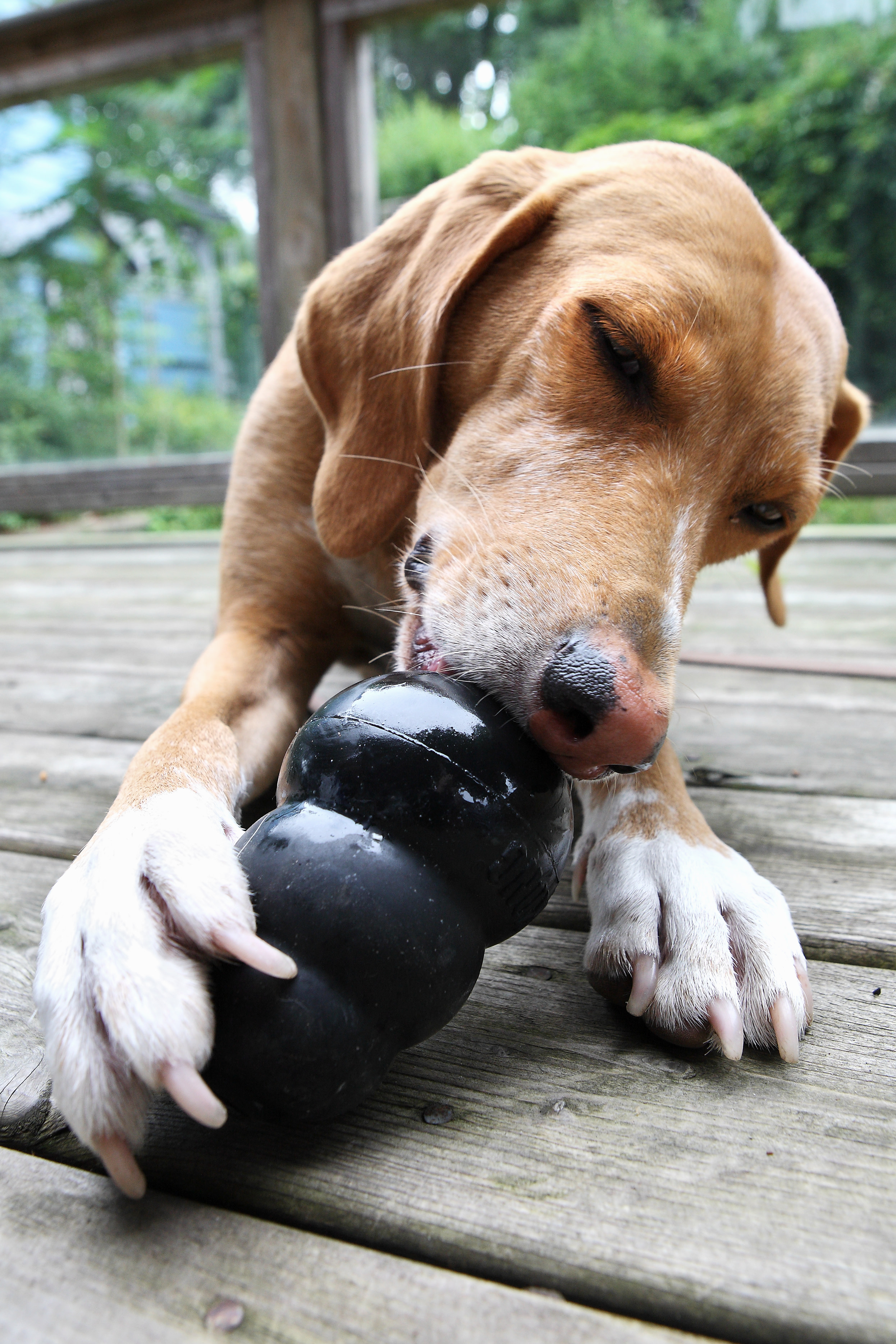 Is Rawhide Dangerous for Dogs