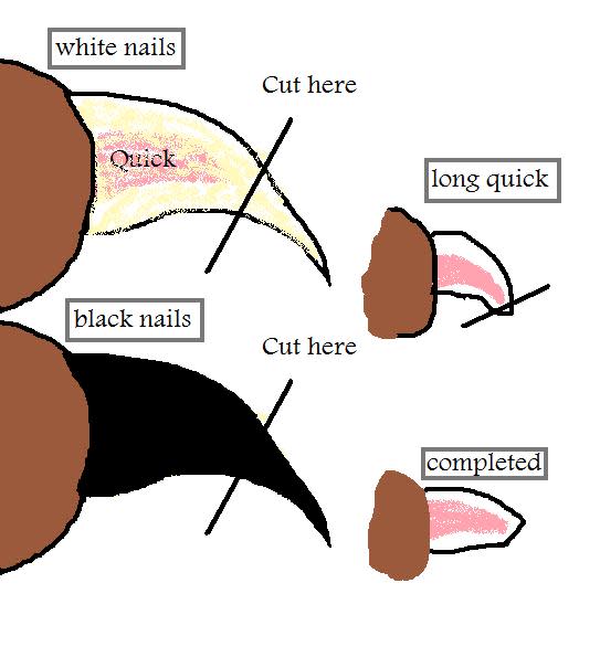 How much to cut dog nails store