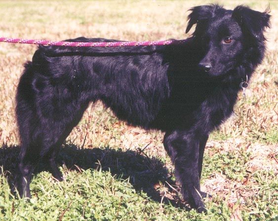 border aussie black