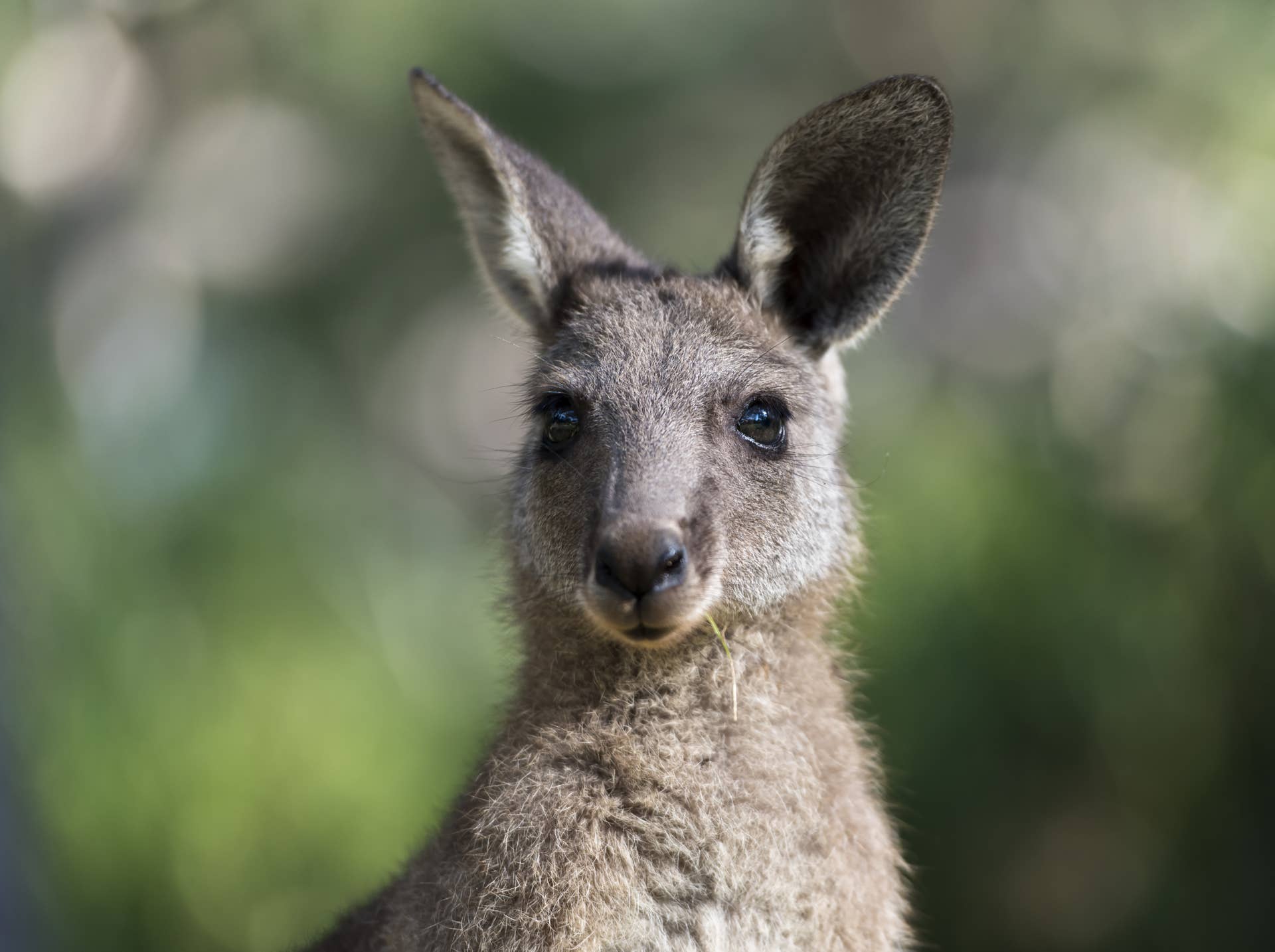 Funny Baby Kangaroo Pictures