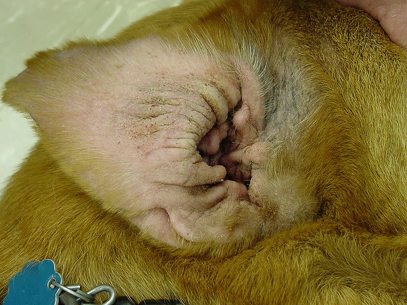 What Causes Dry Skin And Scabs On Dogs Ears - Infoupdate.org