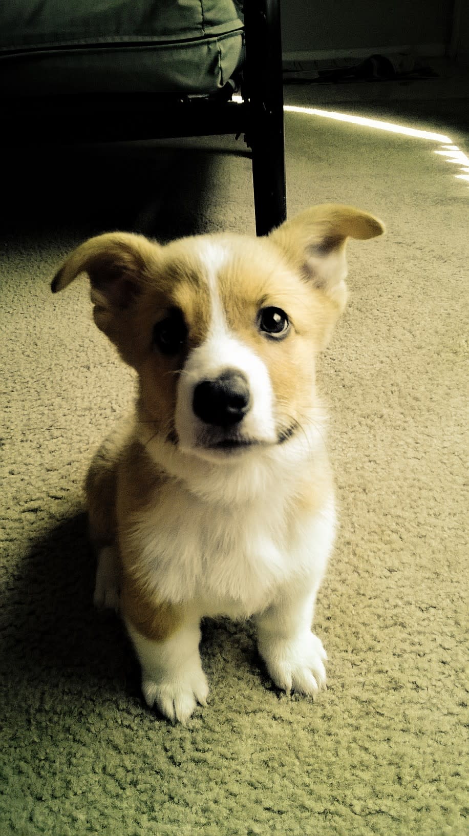 corgi description
