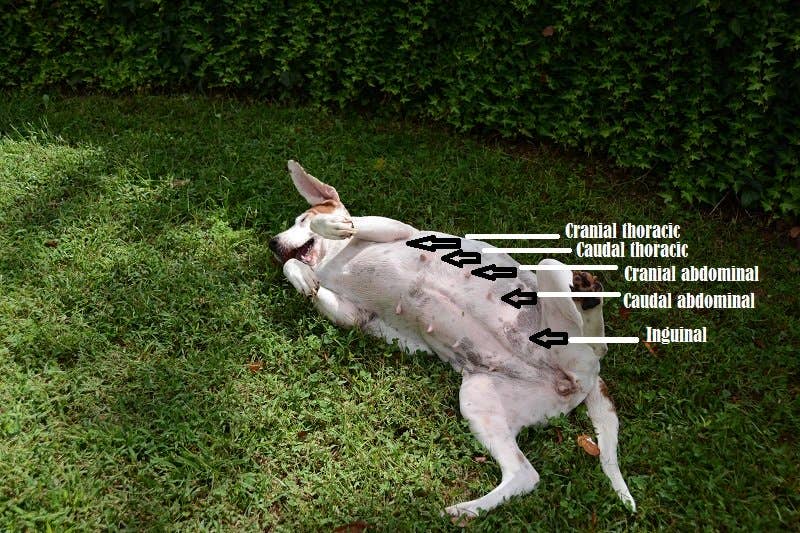 5 Potential Causes of Nipple Discharge in Dogs - PetHelpful
