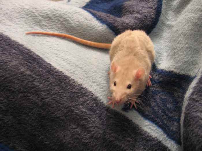 Rats and Their Types, Colors, and Patterns (With Photos) - PetHelpful