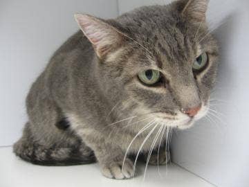 The 9 Cat Personalities: Feline-ality and Meet Your Match - PetHelpful