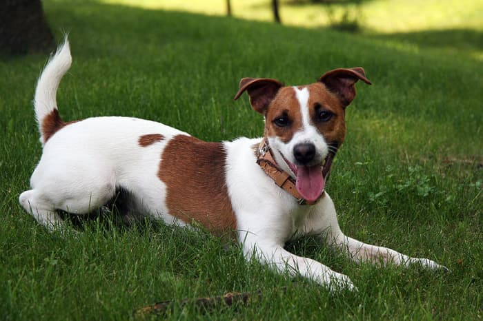 Top 10 Dog Breeds Ideal for Catching Rats - PetHelpful