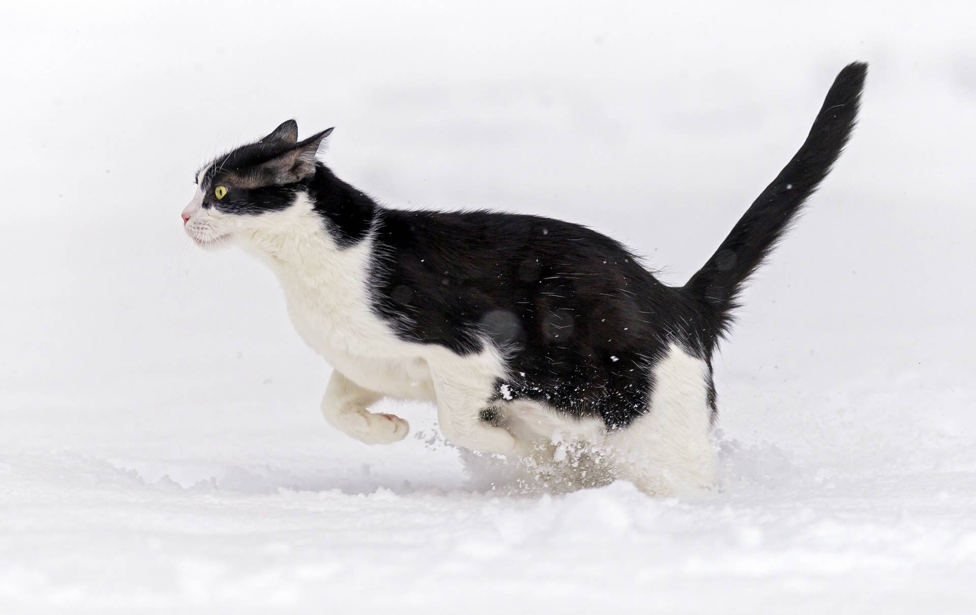 7+ Bicolor Pattern Variations in Cats (And Why They Occur) - PetHelpful