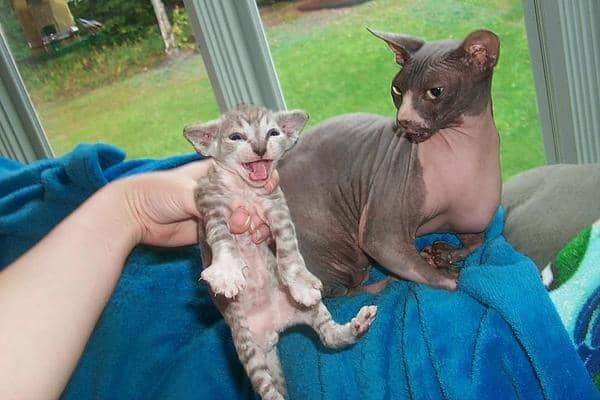 Caging Cats: When and Why It's Sometimes Necessary - PetHelpful