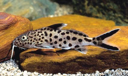 The Types of Synodontis Catfish: A Species Guide - PetHelpful