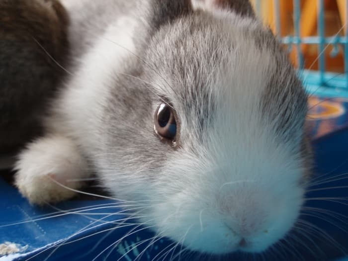 10 Common Causes of Sudden Death in Healthy Rabbits - PetHelpful