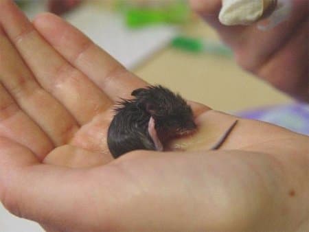 How to Care for Baby Mice Found in the Wild - PetHelpful