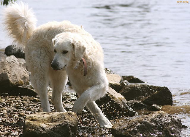 The 5 Best Livestock Guard Dogs for Sheep, Goats, and Other Herds ...