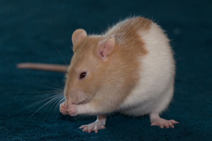 Top 10 Reasons to Have Rats as Pets - PetHelpful