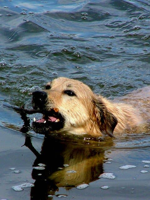 10 Reasons Why Your Sick Dog Is Drooling Too Much and Why You Should Be ...