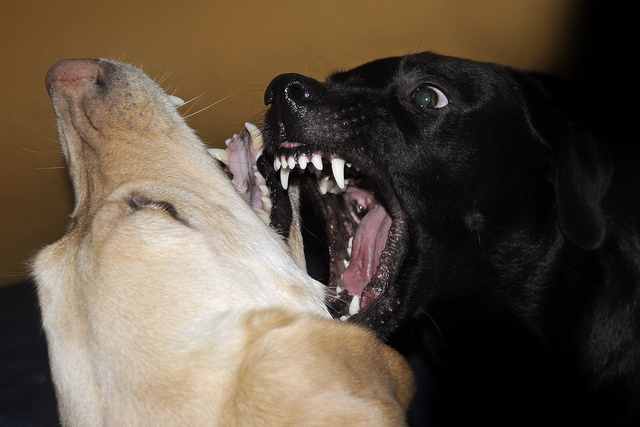 How to Protect Your Dog From Being Attacked: 4 Strategies - PetHelpful