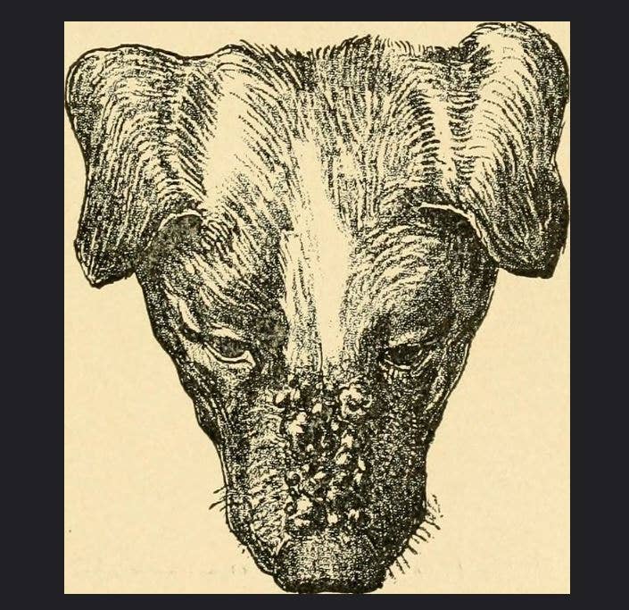 Dog Blackheads: What They Look Like and Treatment - PetHelpful