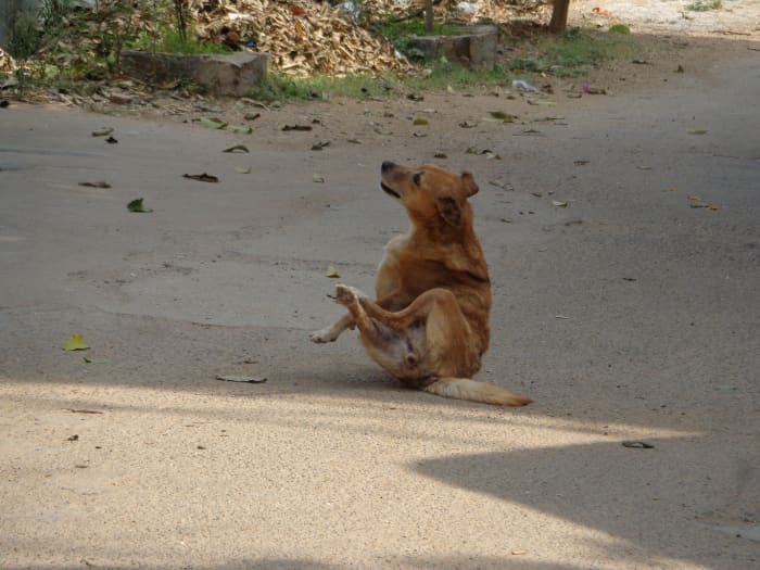 6 Common Reasons Your Dog Scratches All the Time - PetHelpful