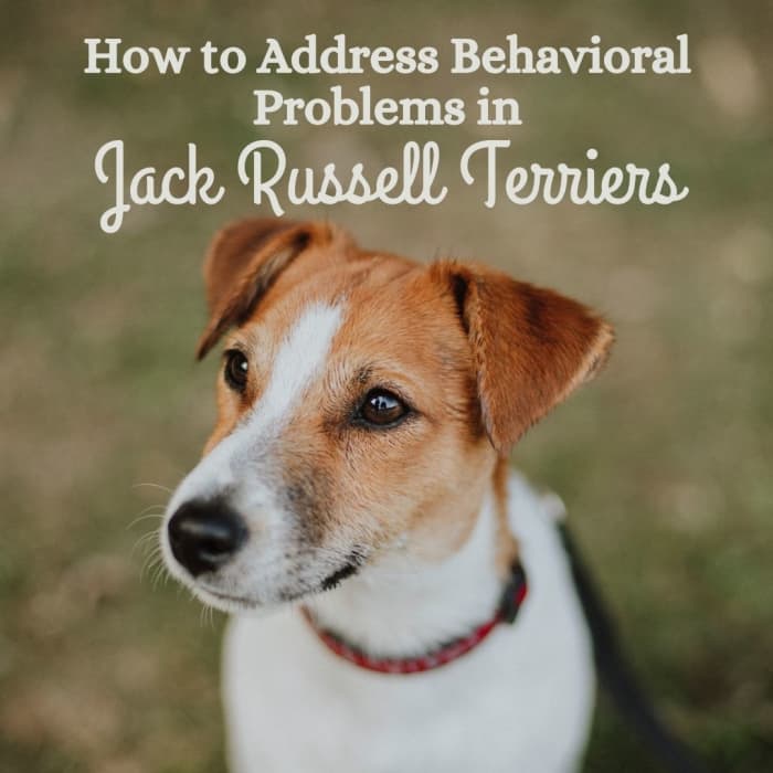 7 Common Jack Russell Problem Behaviors and How to Fix Them - PetHelpful