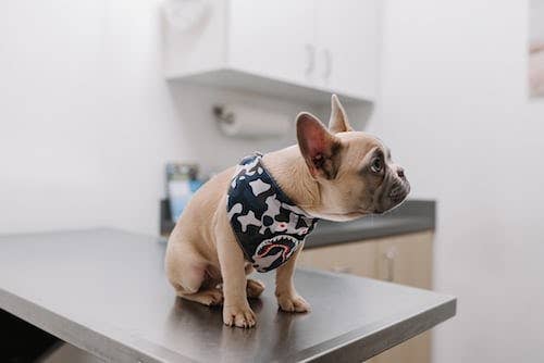 Is the Lepto4 Vaccine Dangerous for Dogs? - PetHelpful