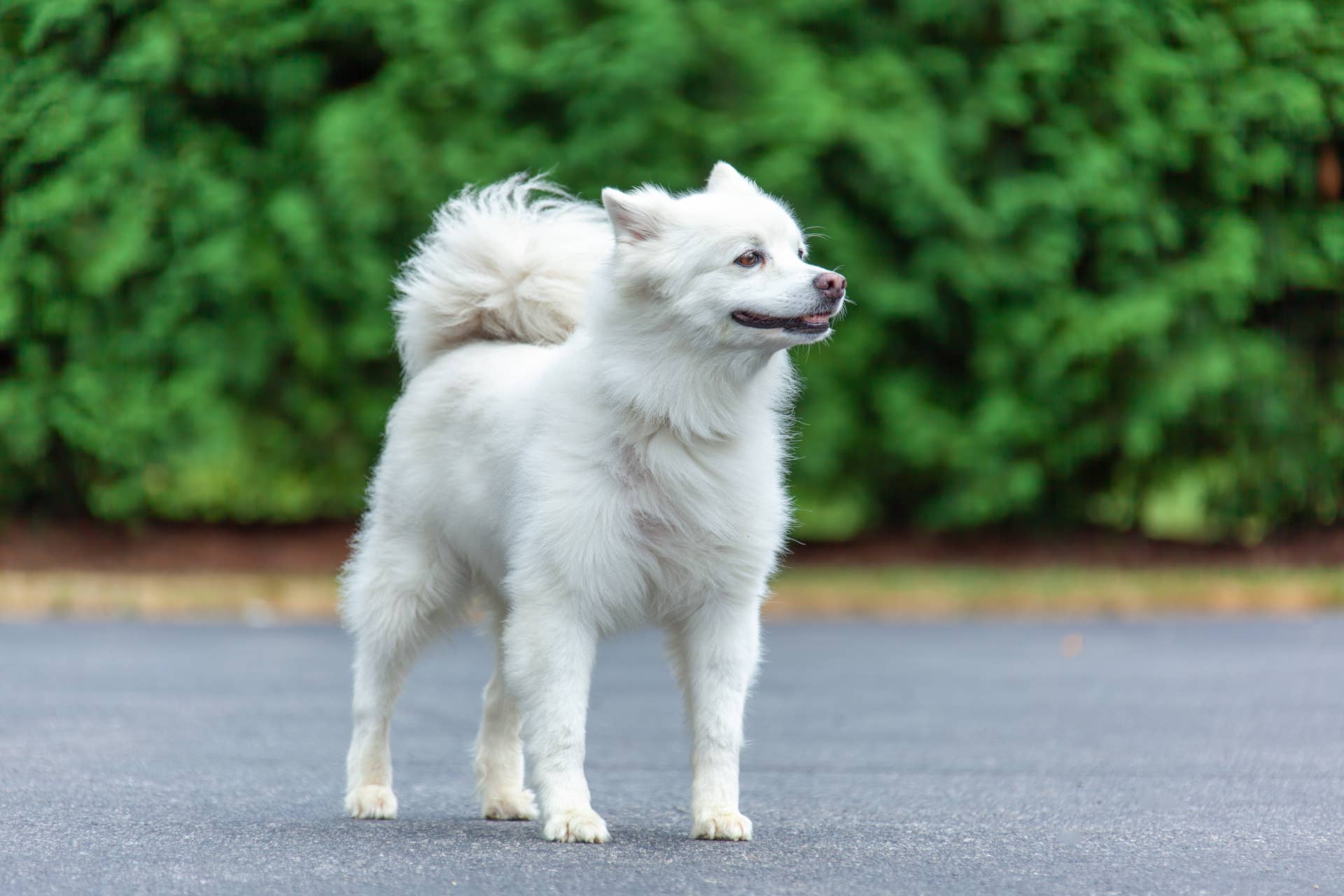How to Fix a Dog’s Luxating Patella (Bad Knee) Without Surgery - PetHelpful