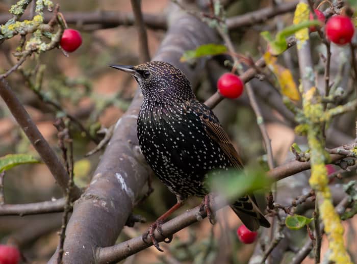 Starlings in the US: The Good, the Bad, the Bold, and the Beautiful ...